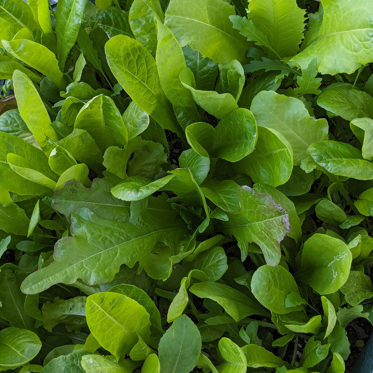 Misticanza Lettuce Mix (Lactuca sativa and others) organic - approx ...