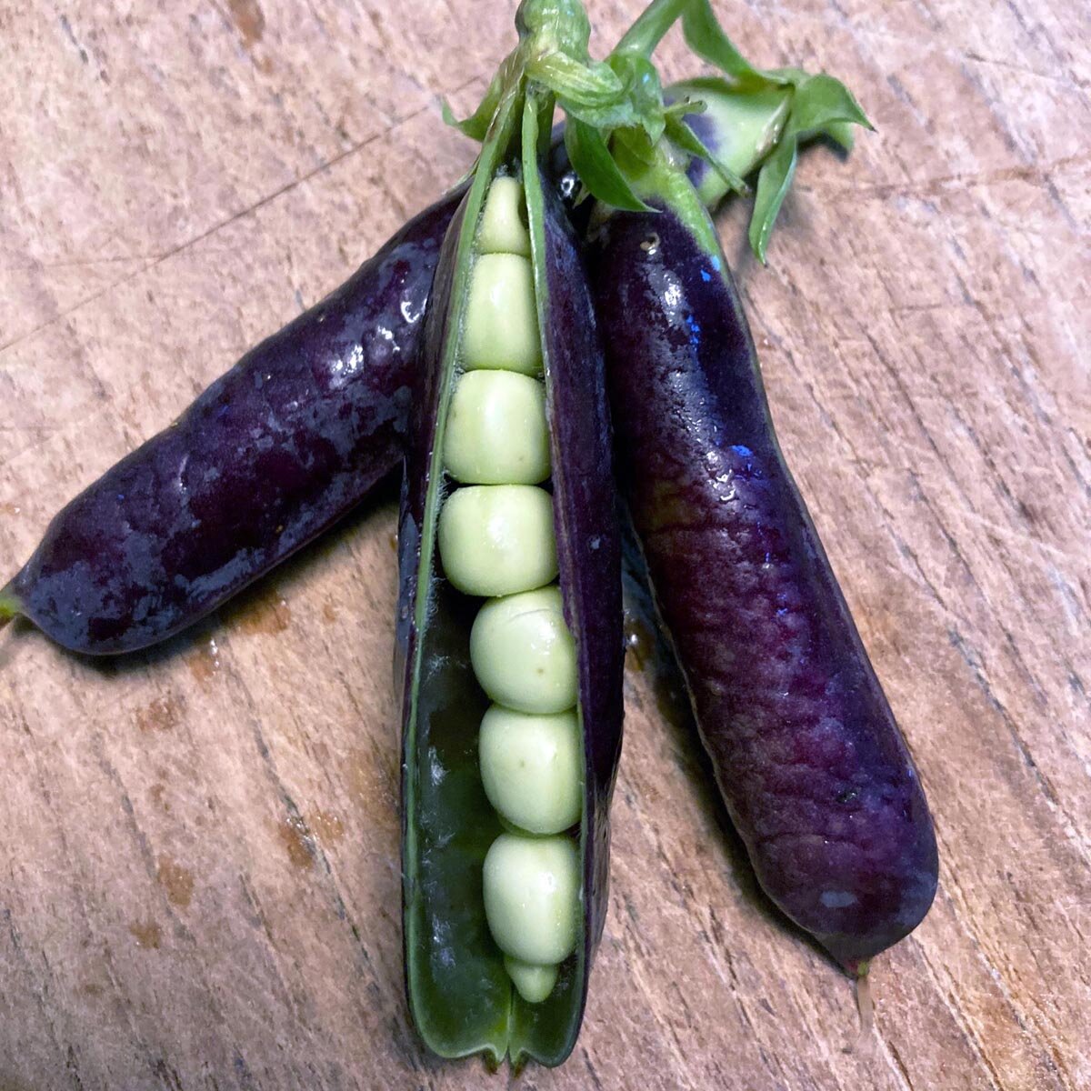 Purple Snap Pea 'Blauwschokker' (Pisum sativum) organic seeds