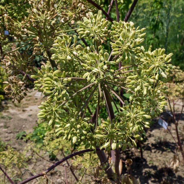 Angelica Archangelica
