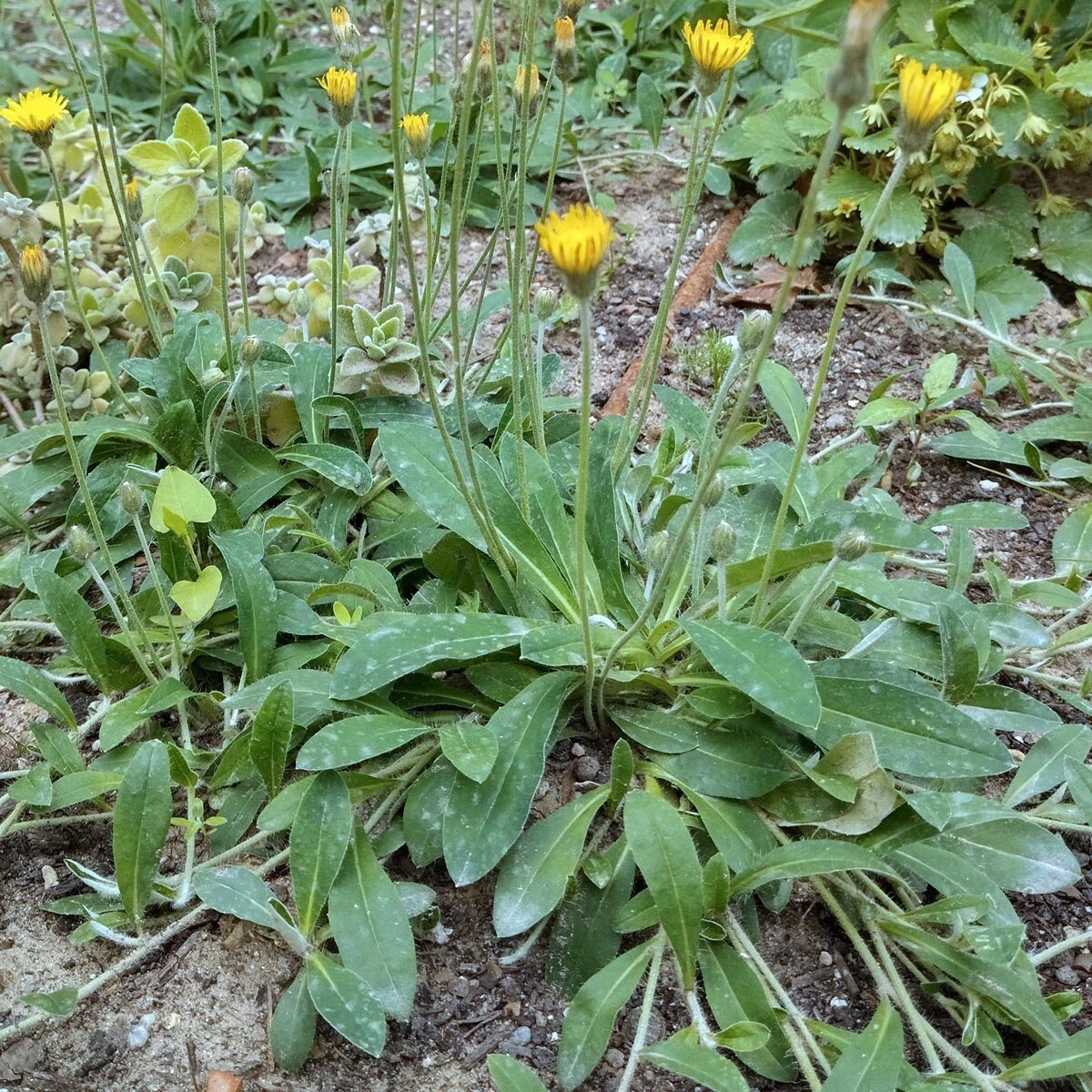 Mouse-Ear Hawkweed (Hieracium pilosella) organic seeds
