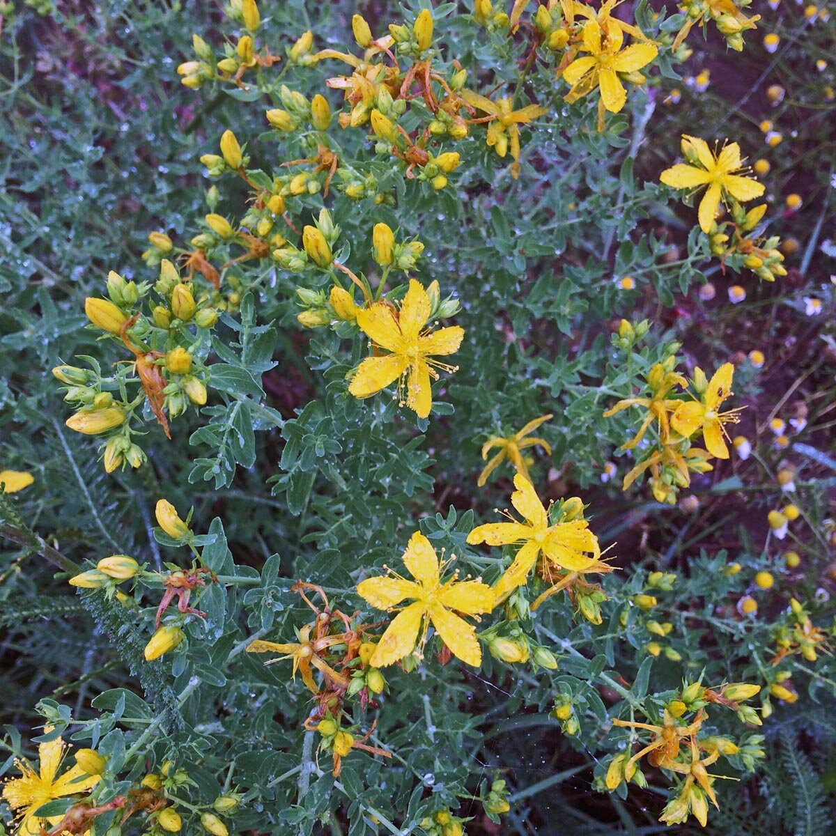 St John's Wort organic seeds - Hypericum perforatum