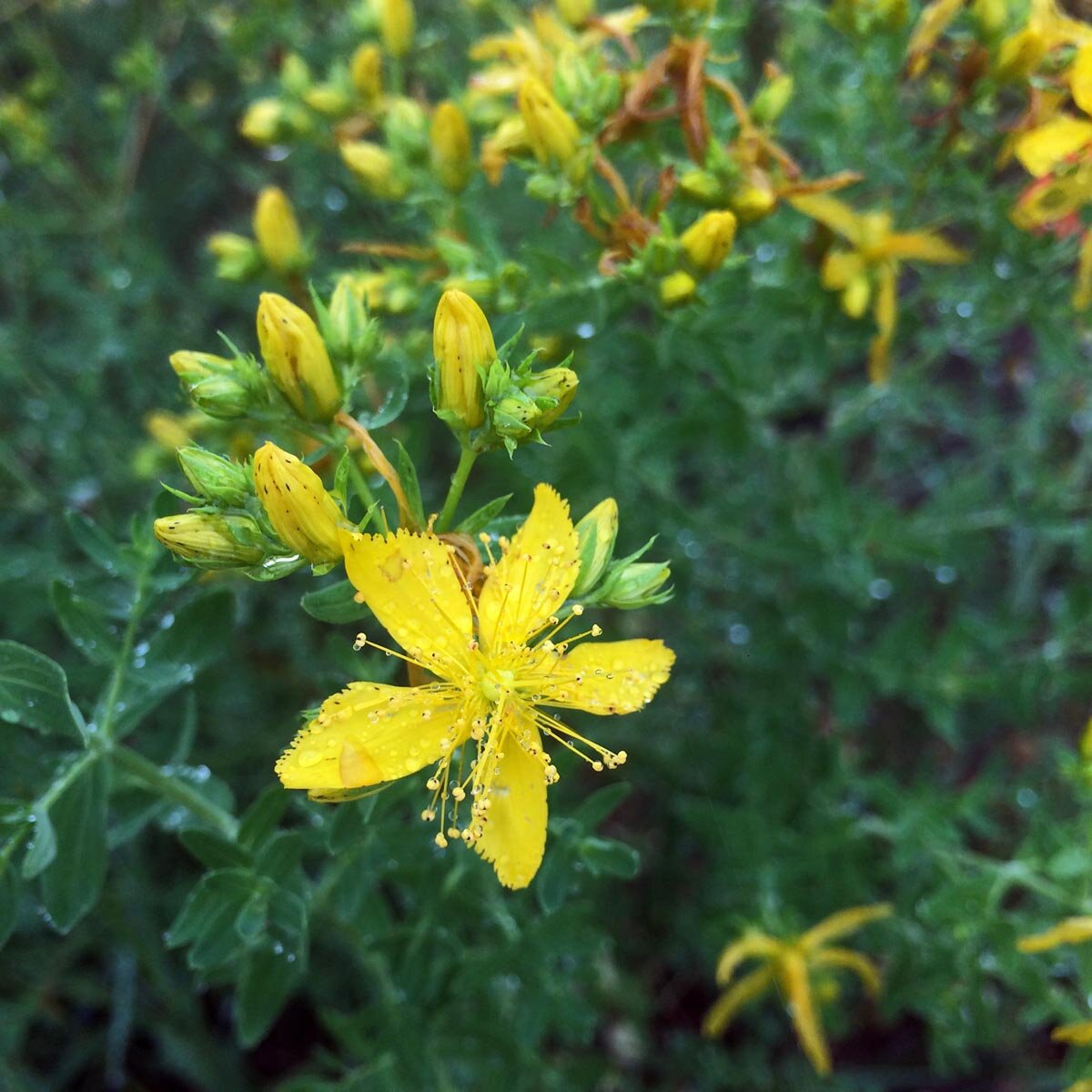 St John's Wort organic seeds - Hypericum perforatum