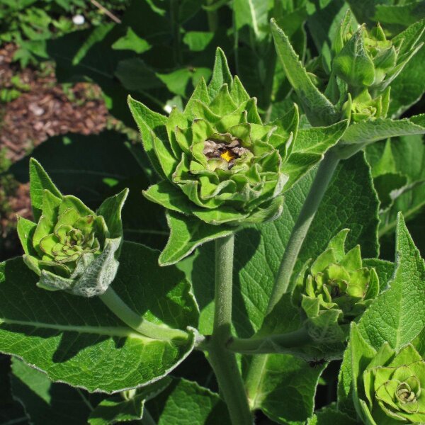 Magical – seeds for ethnobotanical and magical plants from all over the ...