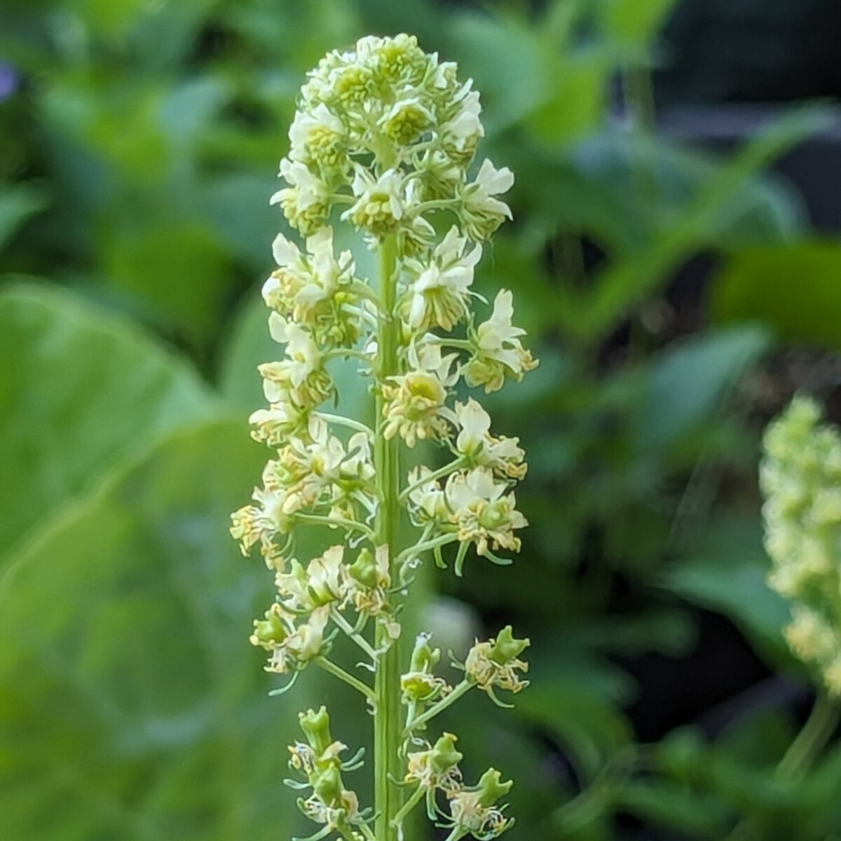Dyer's rocket (Reseda luteola) organic seeds
