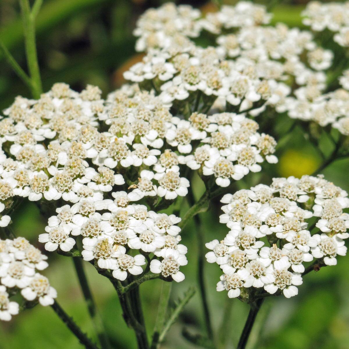 Common Yarrow (Achillea millefolium) organic seeds