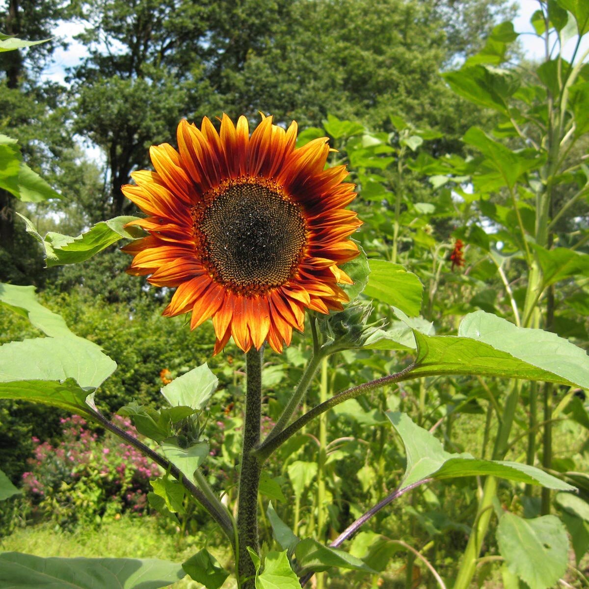 Sunflower 'Velvet Queen' Helianthus annuus) organic seeds