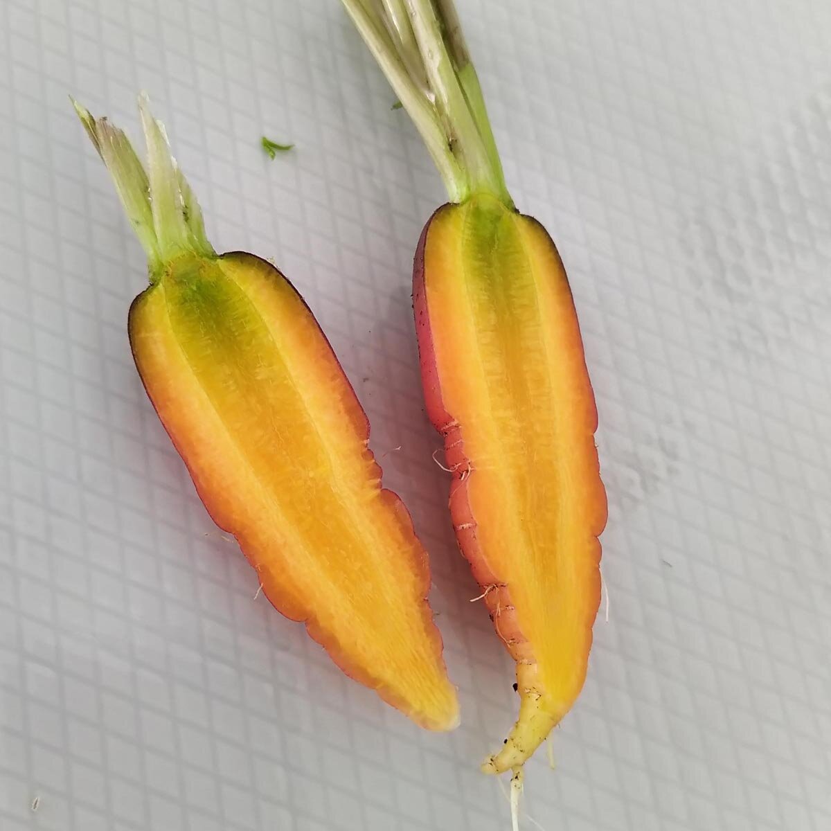 Carrot 'Rouge Sang' (Daucus carota) organic seeds