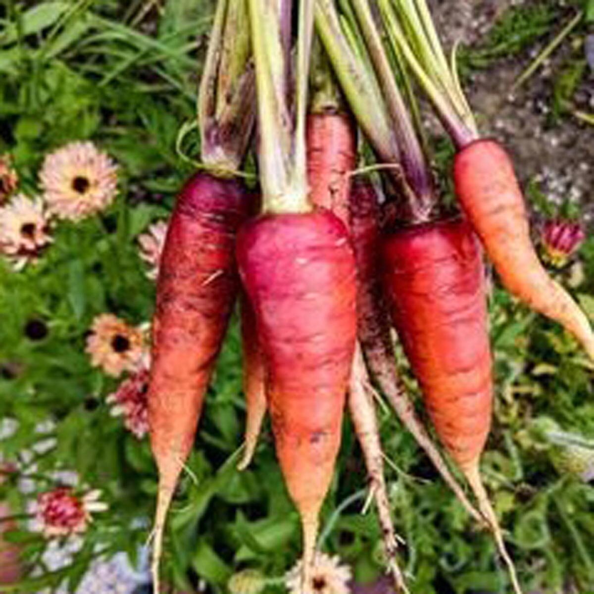 Carrot 'Rouge Sang' (Daucus carota) organic seeds