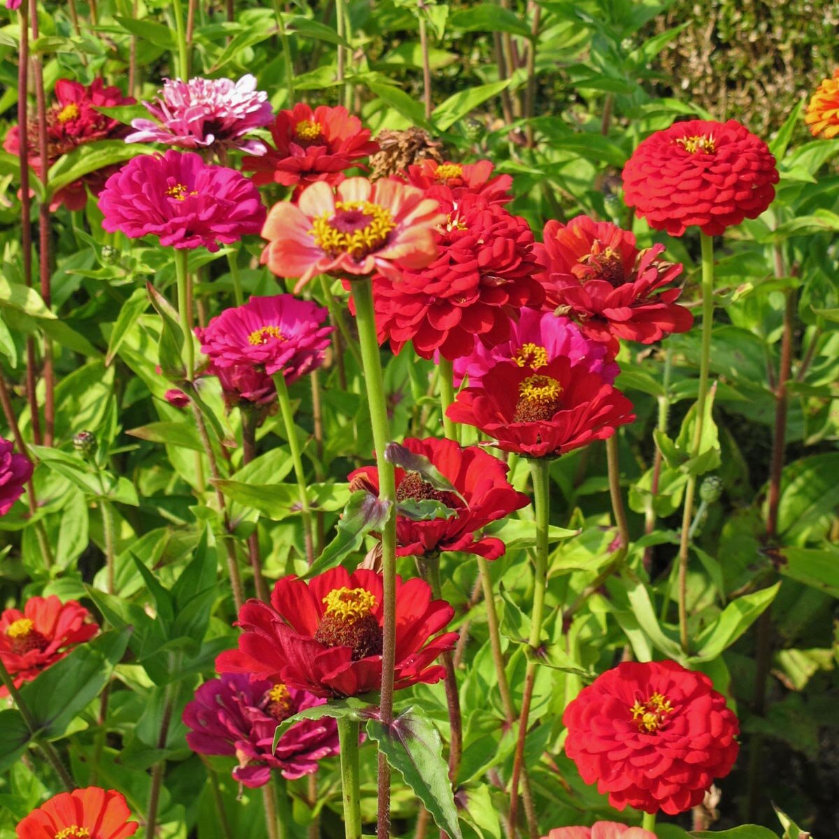 Youth-And-Age / Common Zinnia 'Dwarf Mix' (Zinnia elegans) organic seeds