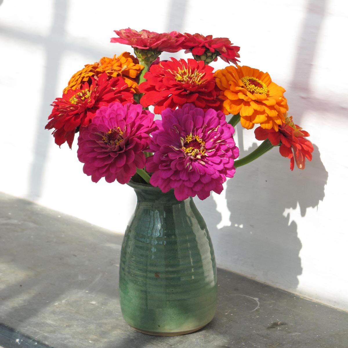 Youth-And-Age / Common Zinnia 'Dwarf Mix' (Zinnia elegans) organic seeds