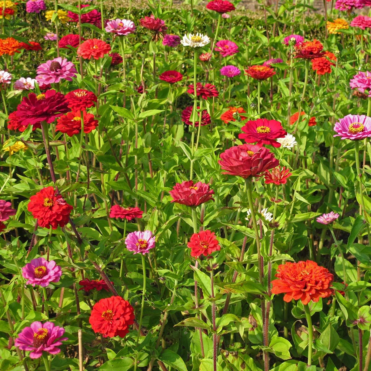 Youth-And-Age / Common Zinnia 'Dwarf Mix' (Zinnia elegans) organic seeds