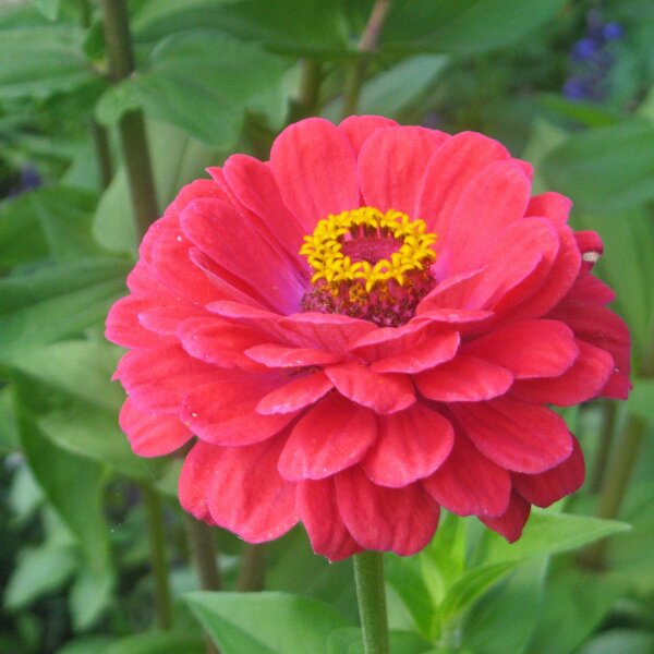Youth-And-Age / Common Zinnia 'Dwarf Mix' (Zinnia elegans) organic seeds