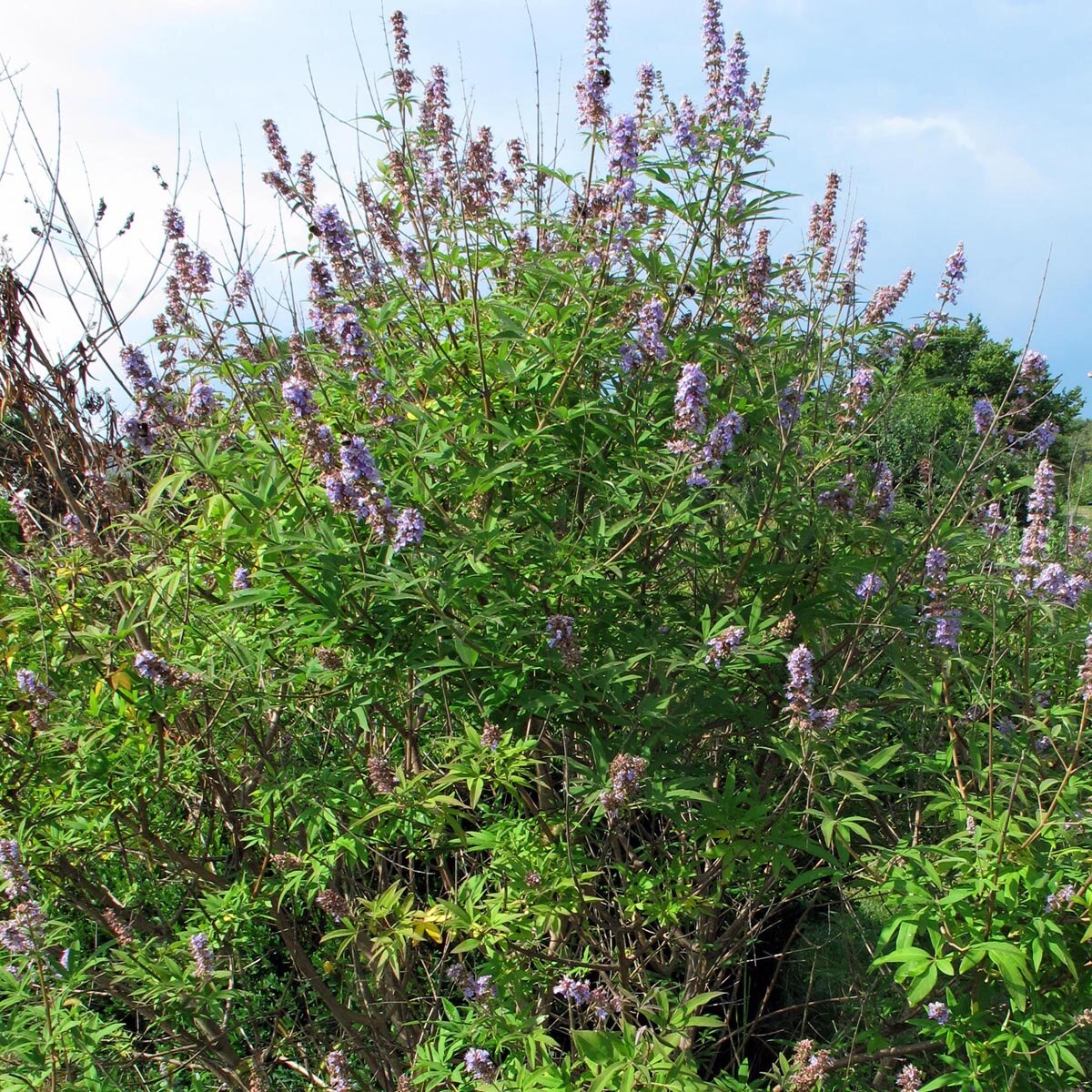 Monk's pepper / Chasteberry (Vitex agnus-castus) organic seeds