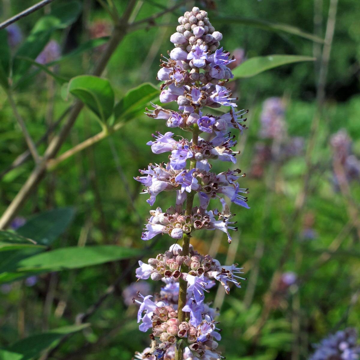 Monk's pepper / Chasteberry (Vitex agnus-castus) organic seeds