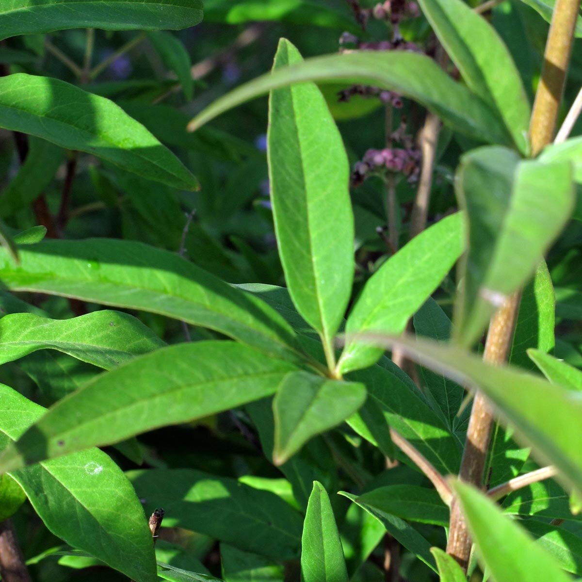Monk's pepper / Chasteberry (Vitex agnus-castus) organic seeds