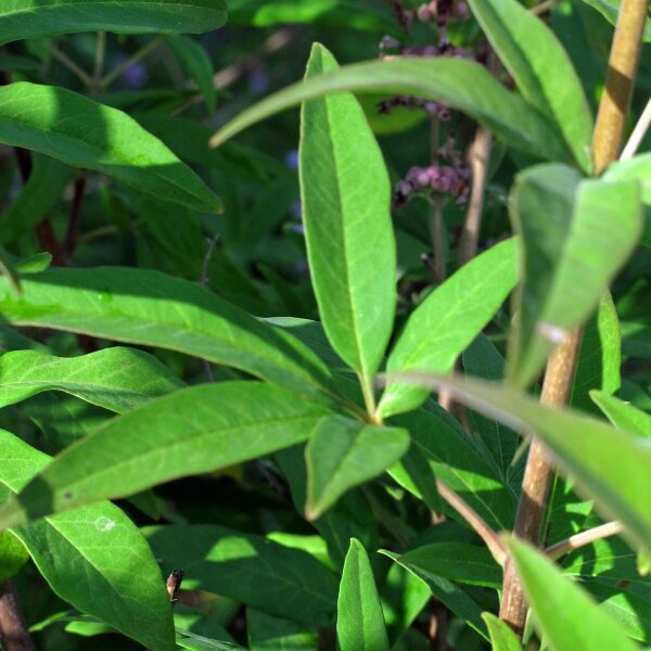 Monk's pepper / Chasteberry (Vitex agnus-castus) organic seeds