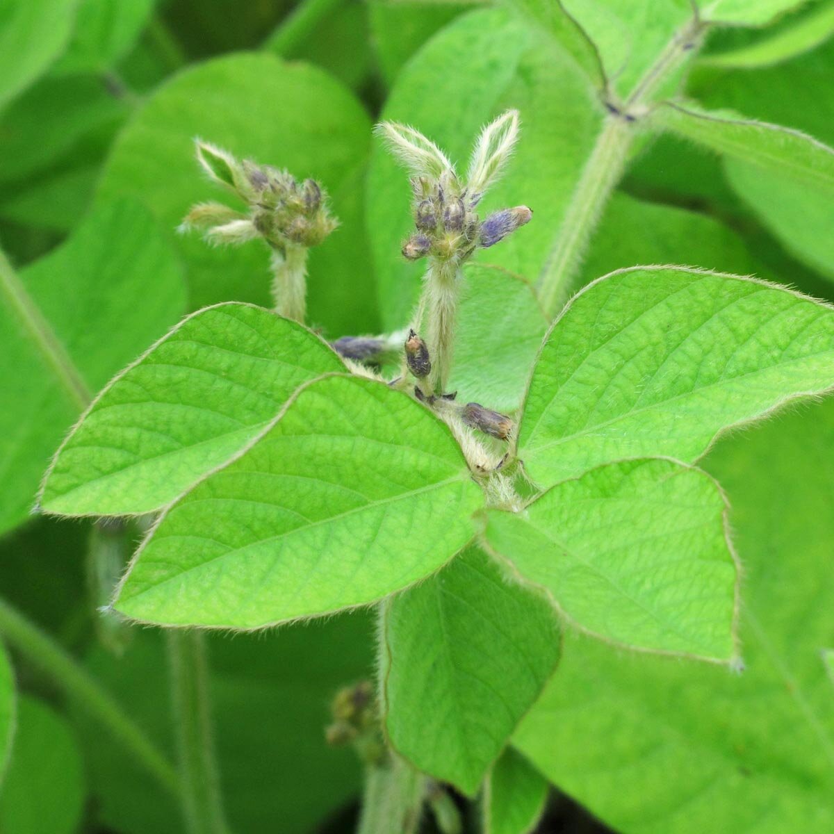 Soya Bean 'Green Shell' (Glycine max) organic seeds