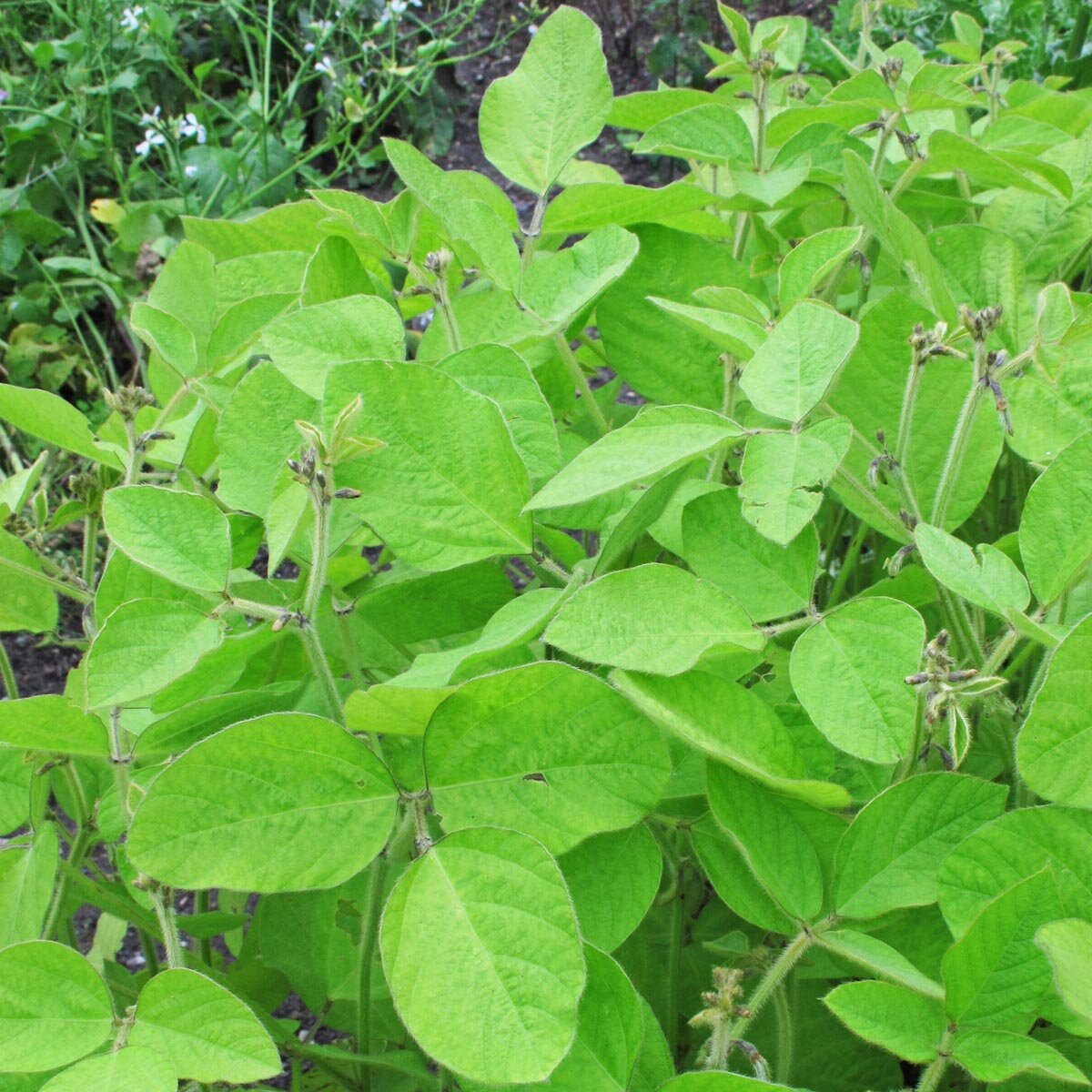 Soya Bean 'Green Shell' (Glycine max) organic seeds