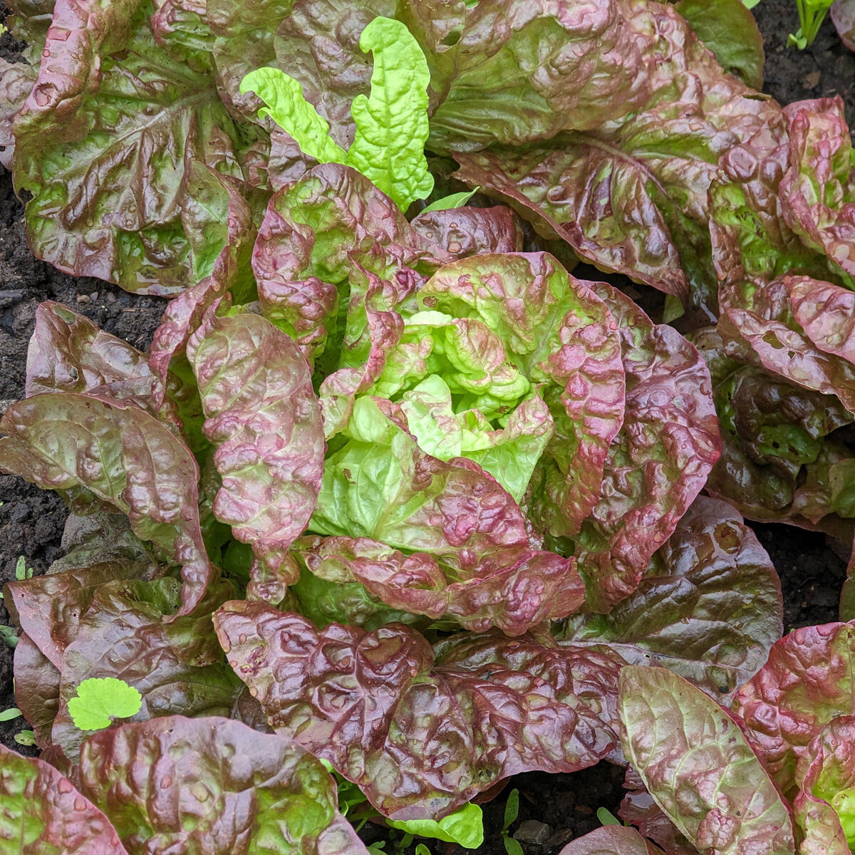 Red Coral Lettuce 'Lollo Rossa' (Lactuca sativa var. crispa) seeds