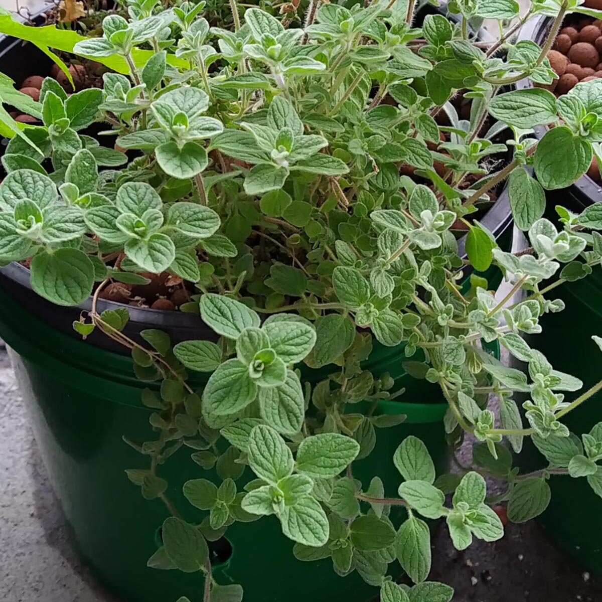 Syrian Oregano 'Zatar' (Origanum syriacum) organic seeds