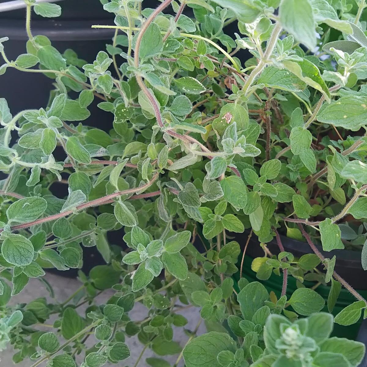 Syrian Oregano 'Zatar' (Origanum syriacum) organic seeds