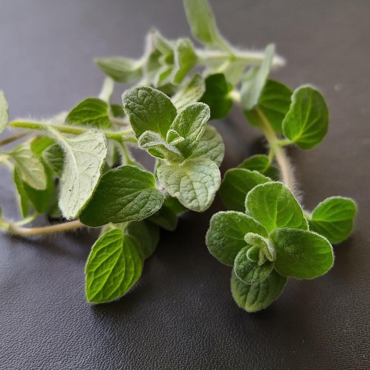 Syrian Oregano 'Zatar' (Origanum syriacum) organic seeds