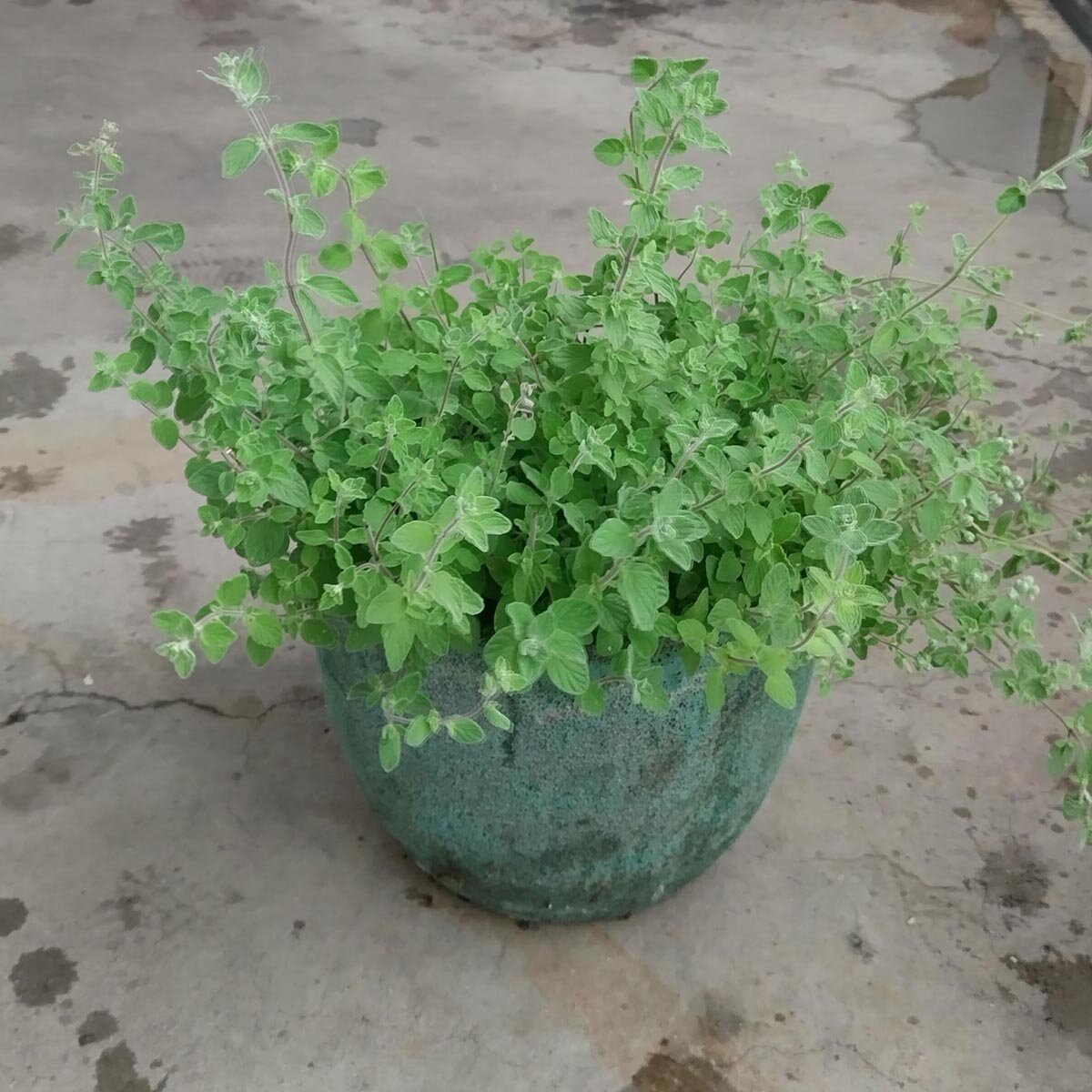 Syrian Oregano 'Zatar' (Origanum syriacum) organic seeds