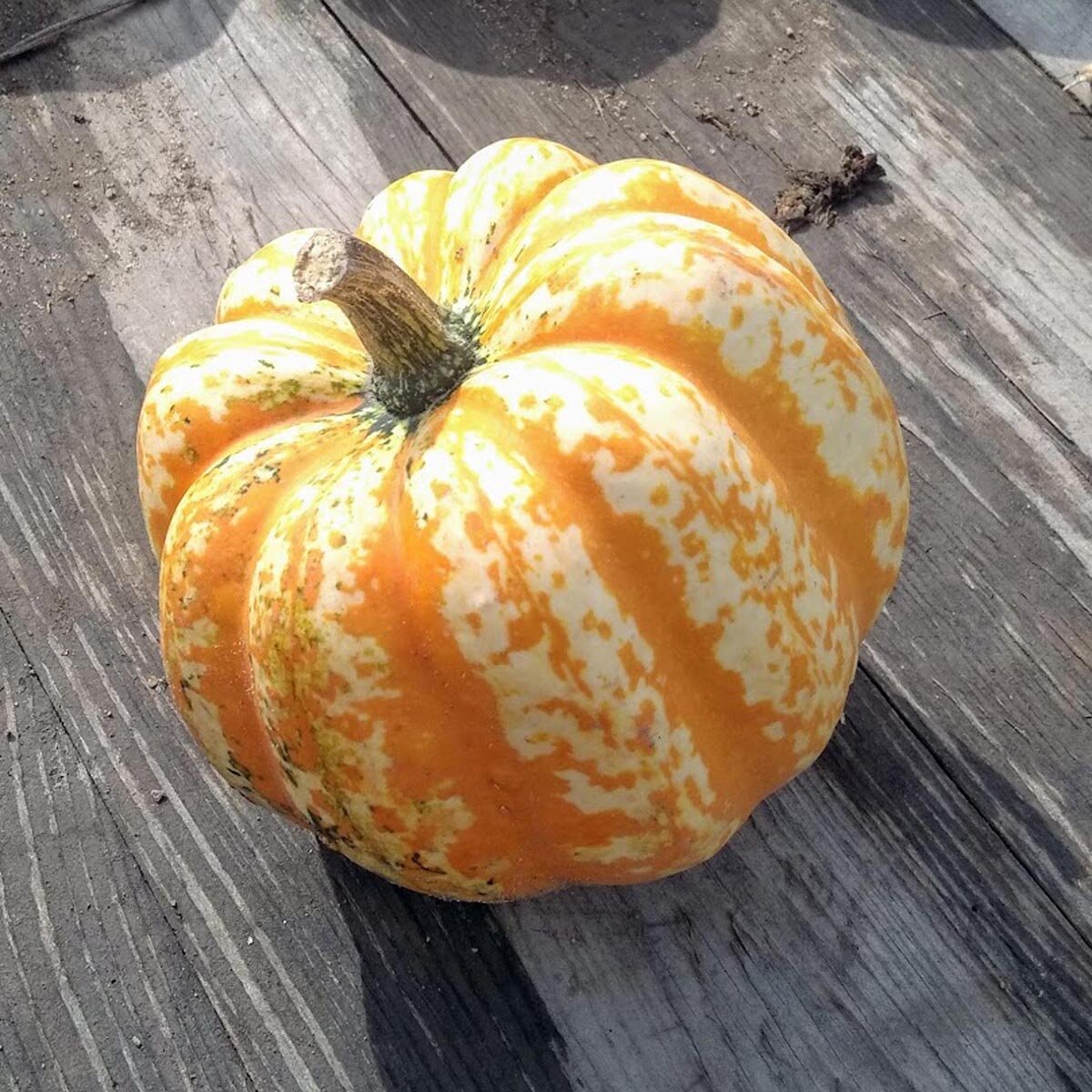 Acorn Squash 'Gill's Golden Pippina' (Cucurbita pepo) seeds