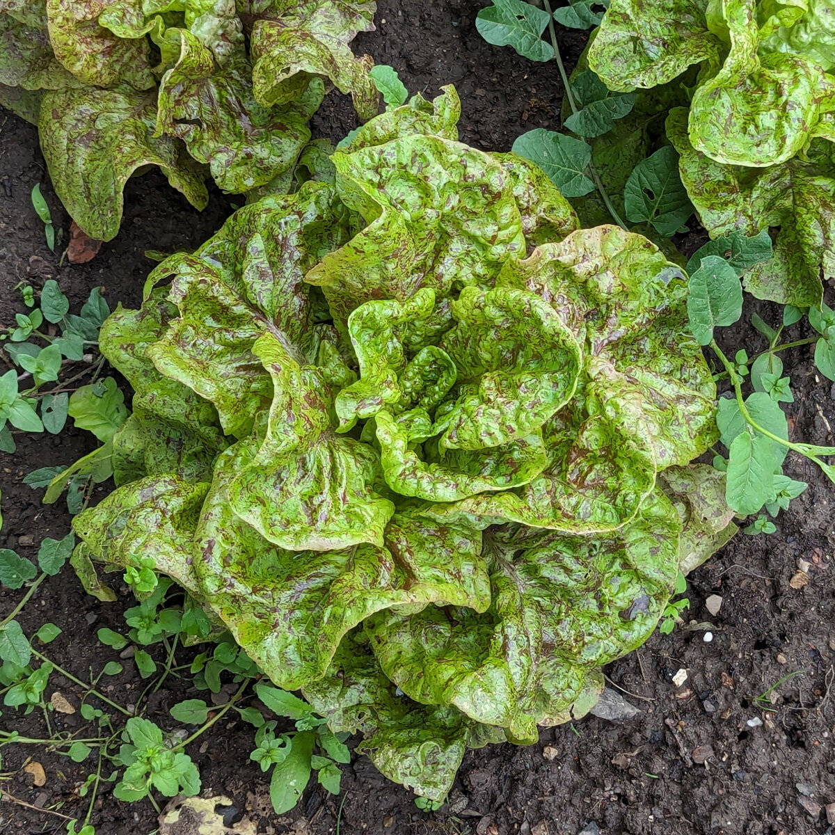 Romaine Lettuce 'Forellenschluss' (Lactuca sativa) organic - approx ...