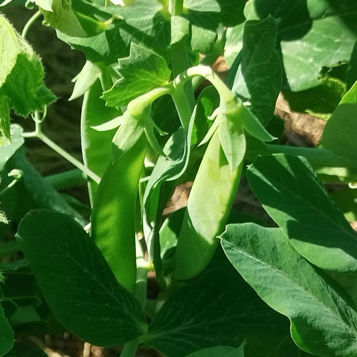 Pea 'Kelvedon Wonder' (Pisum sativum) organic seeds