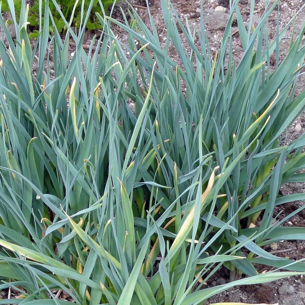 Lop-Sided Onion / Twisted-Leaf Onion (Allium obliquum) organic seeds