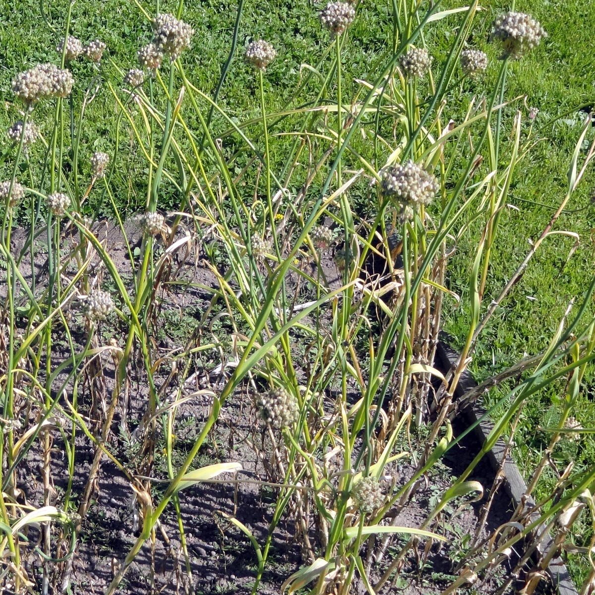 Lop-Sided Onion / Twisted-Leaf Onion (Allium obliquum) organic seeds