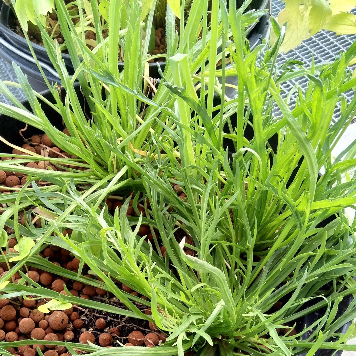 Buck's Horn Plantain / Minutina (Plantago coronopus) organic seeds
