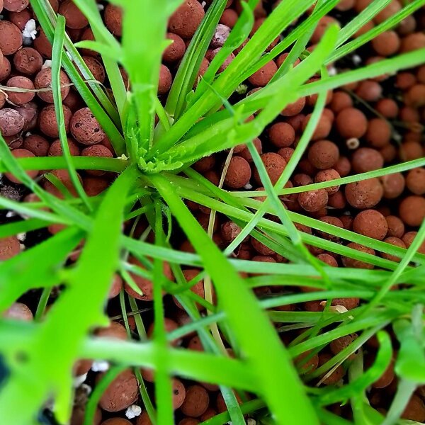 Buck's Horn Plantain / Minutina (Plantago coronopus) organic seeds