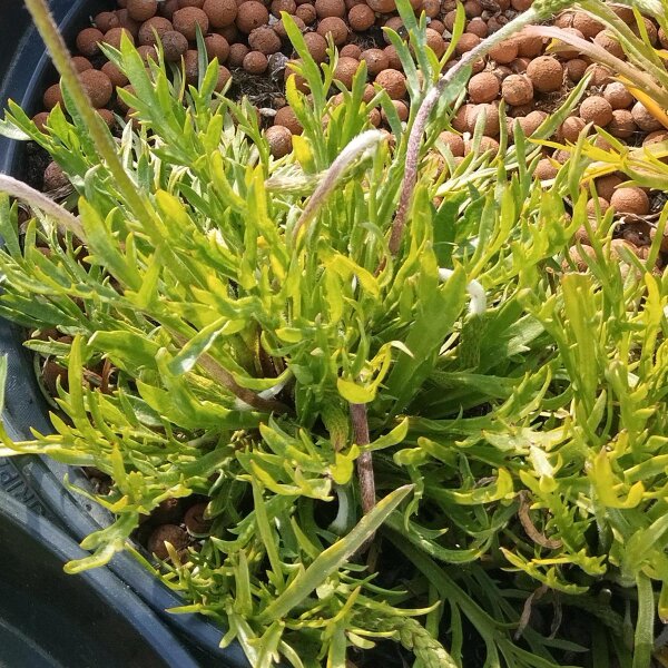 Buck's Horn Plantain / Minutina (Plantago coronopus) organic seeds