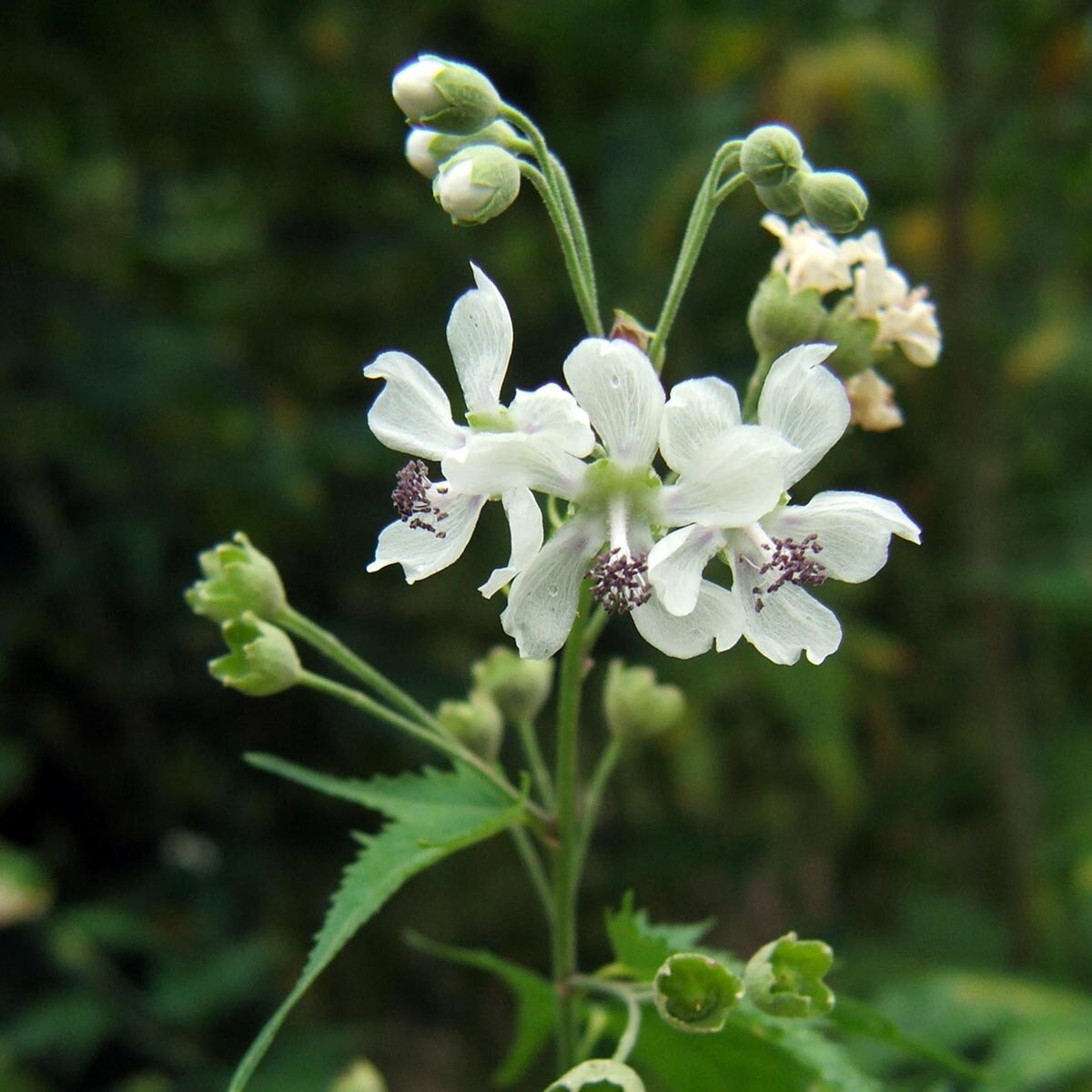 Virginia Fanpetals / Virginia Mallow (Ripariosida hermaphrodita ...