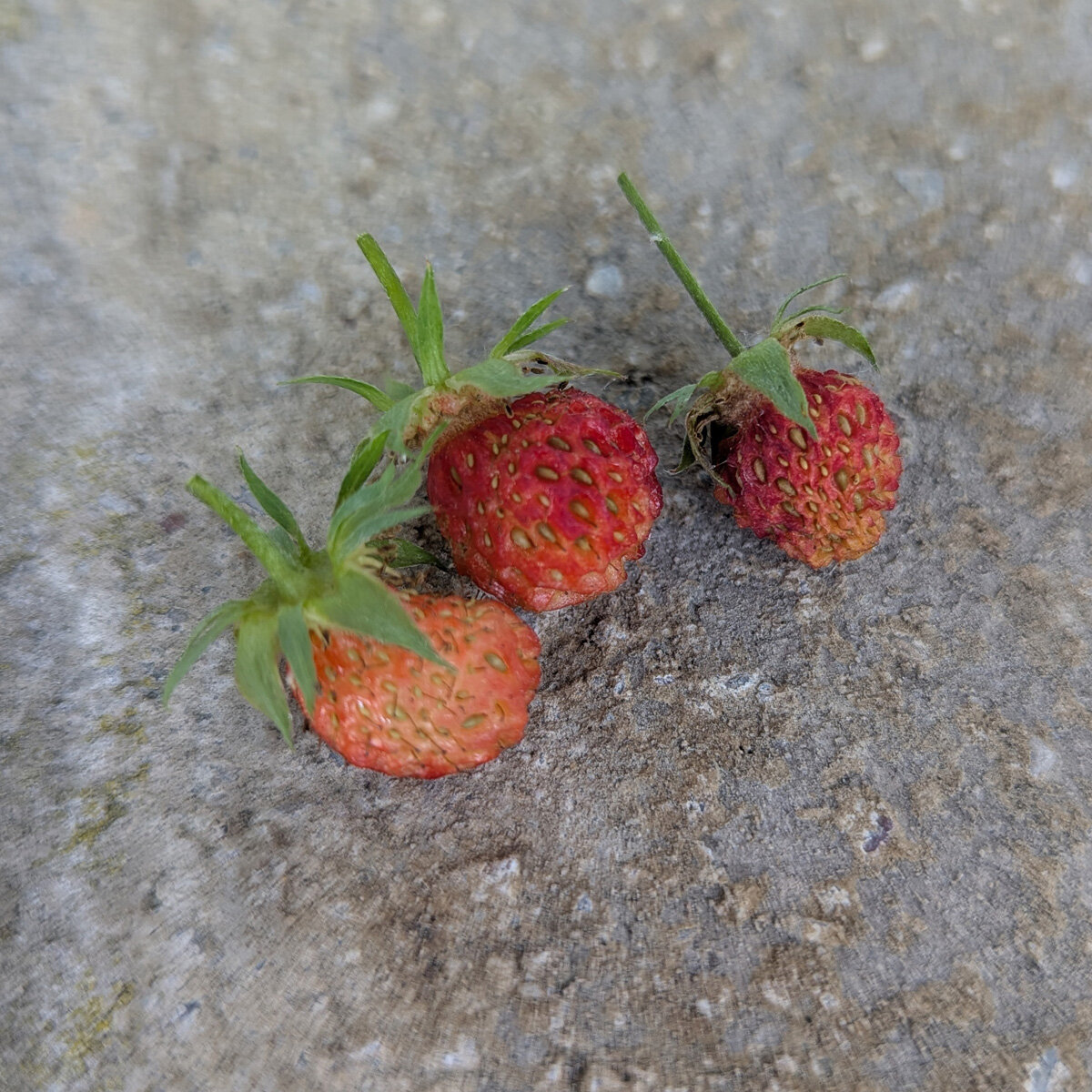 Virginia Strawberry (Fragaria virginiana) seeds