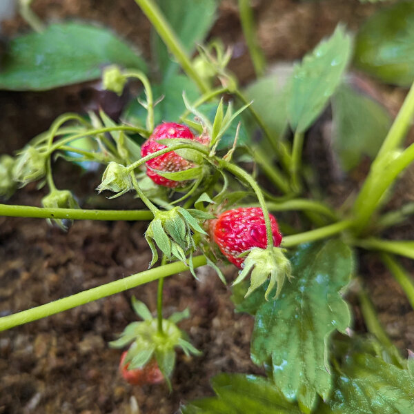 Virginia Strawberry (Fragaria virginiana) seeds