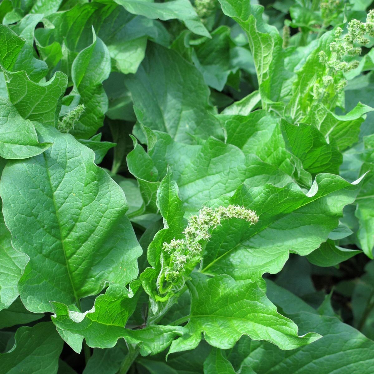Guernsey Pigweed/ Purple Amaranth (Amaranthus lividus) seeds