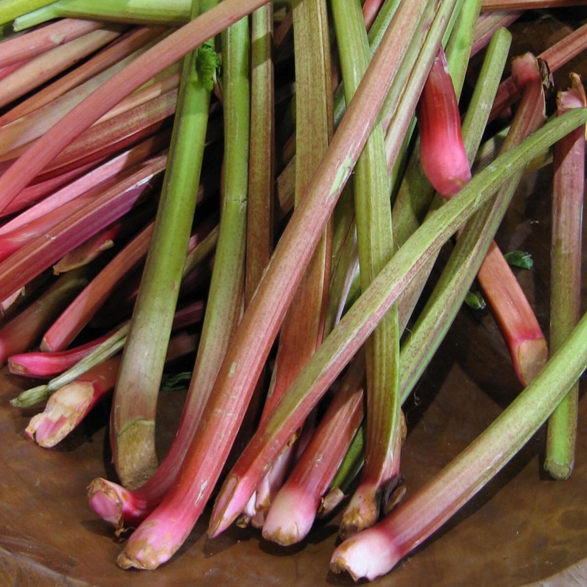 Chinese Rhubarb (Rheum rhabarbarum) organic seeds