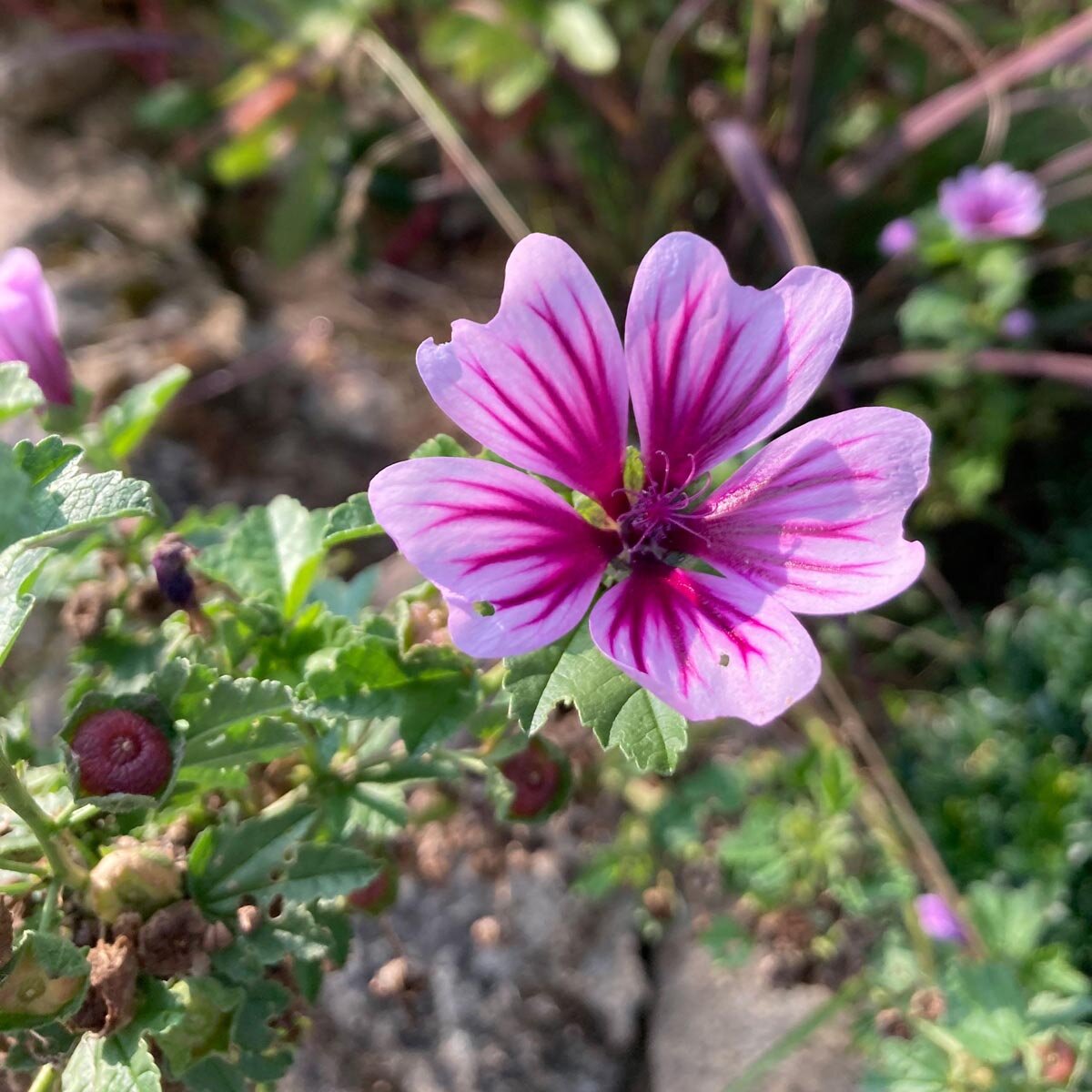 Common Mallow/ Hollyhock Mallow 'Zebrina' (Malva sylvestris) organic seeds