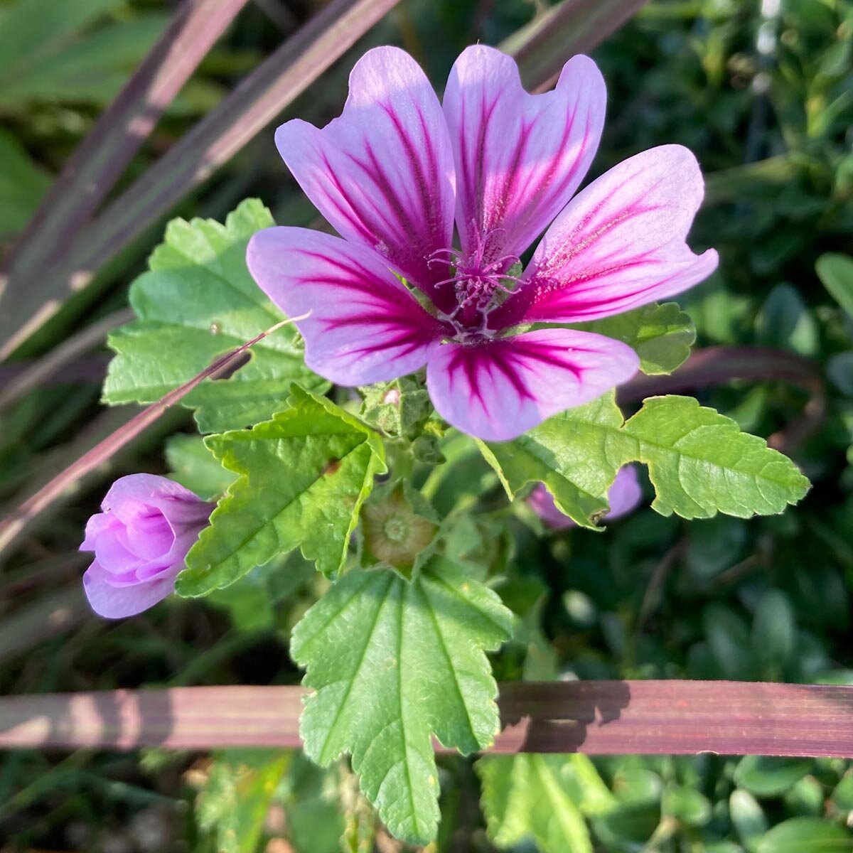 Common Mallow/ Hollyhock Mallow 'Zebrina' (Malva sylvestris) organic seeds