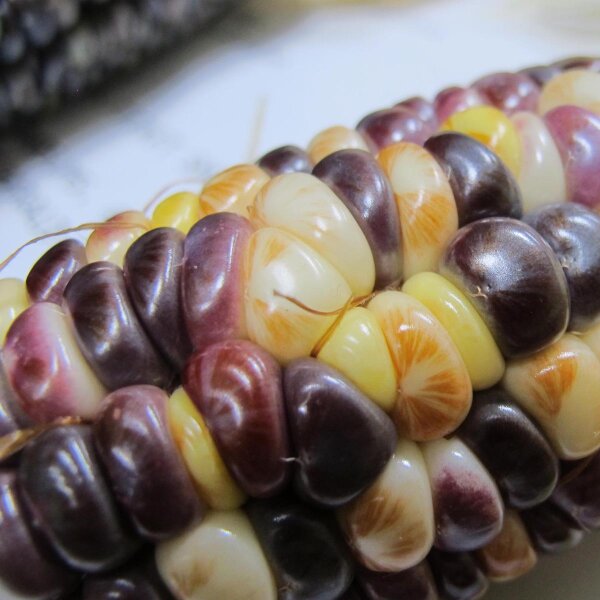 Colourful Sweet Corn Maize 'Rainbow Inka' (Zea mays) Organic seeds