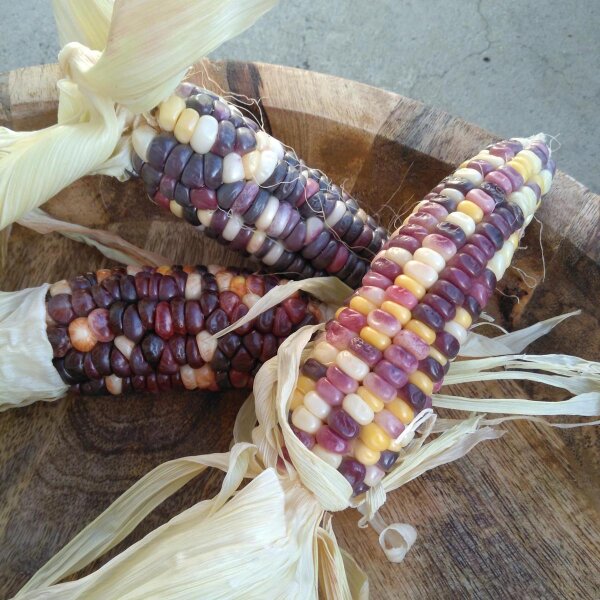 Colourful Sweet Corn Maize 'Rainbow Inka' (Zea mays) Organic seeds